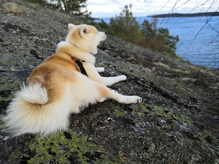 Rakas, rakkaampi, Ossi – Marika Timonen